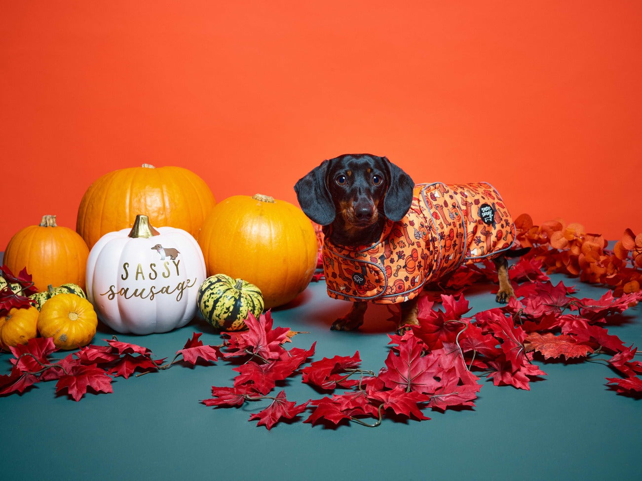 Pumpkin Patch Collection – Sassy Sausage