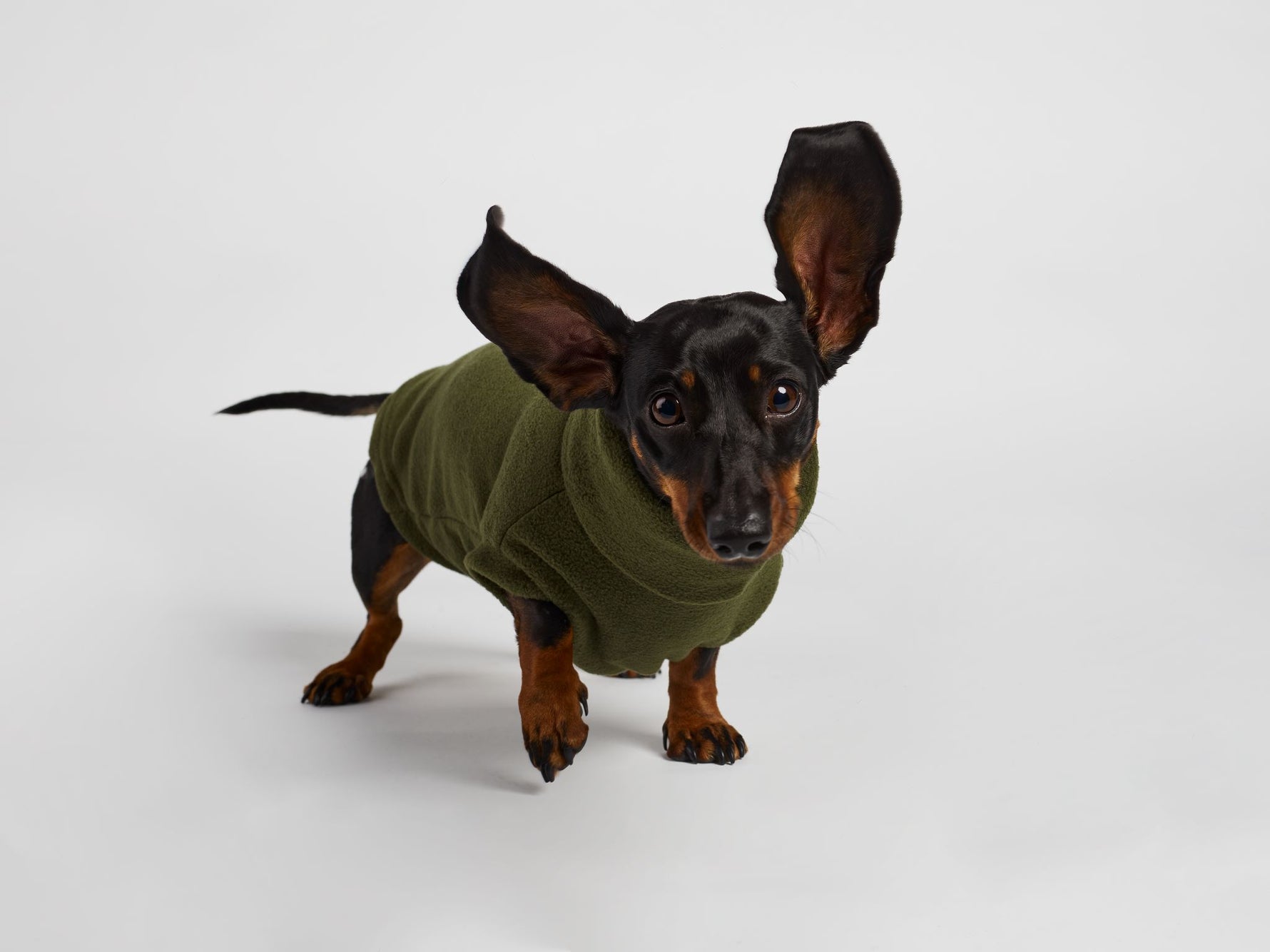 Sassy Sausage - Dachshund Clothing
