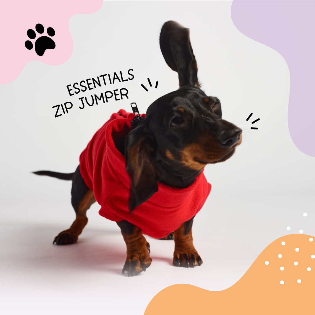 Sassy Sausage - Dachshund Clothing