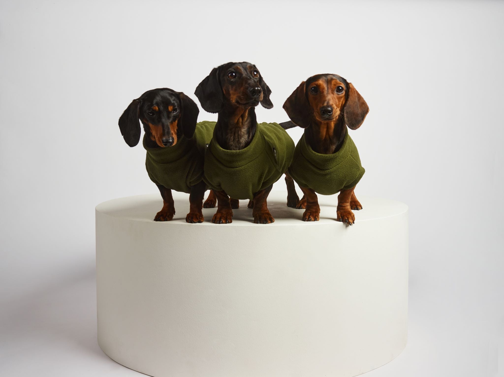 Sassy Sausage - Dachshund Clothing